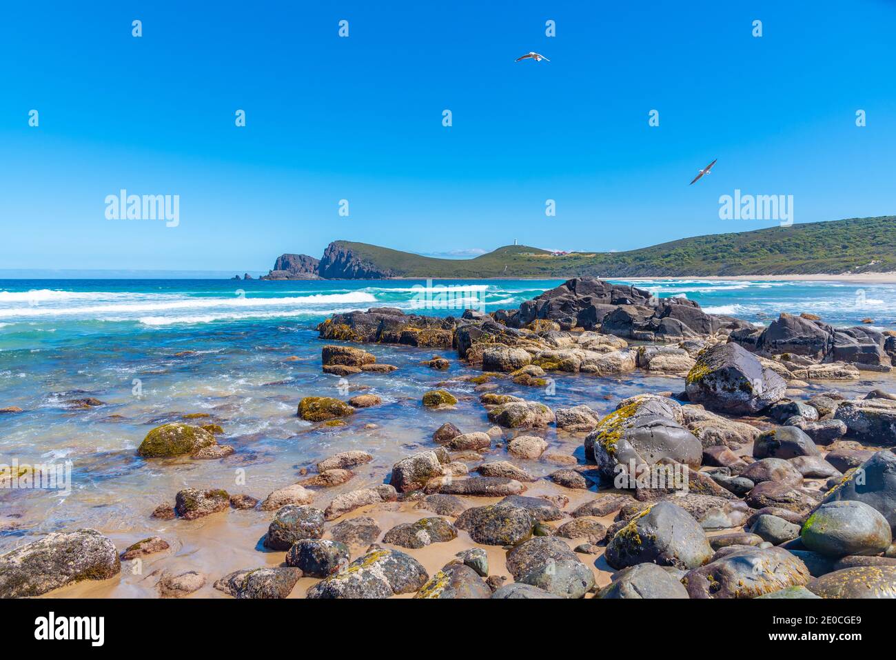 Tasmania cape barren island hi-res stock photography and images - Alamy