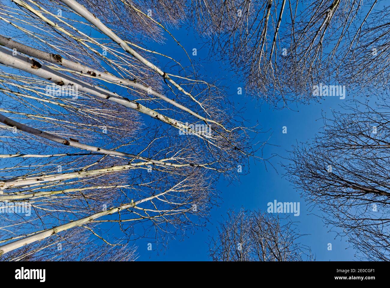 Awesome trees hi-res stock photography and images - Alamy