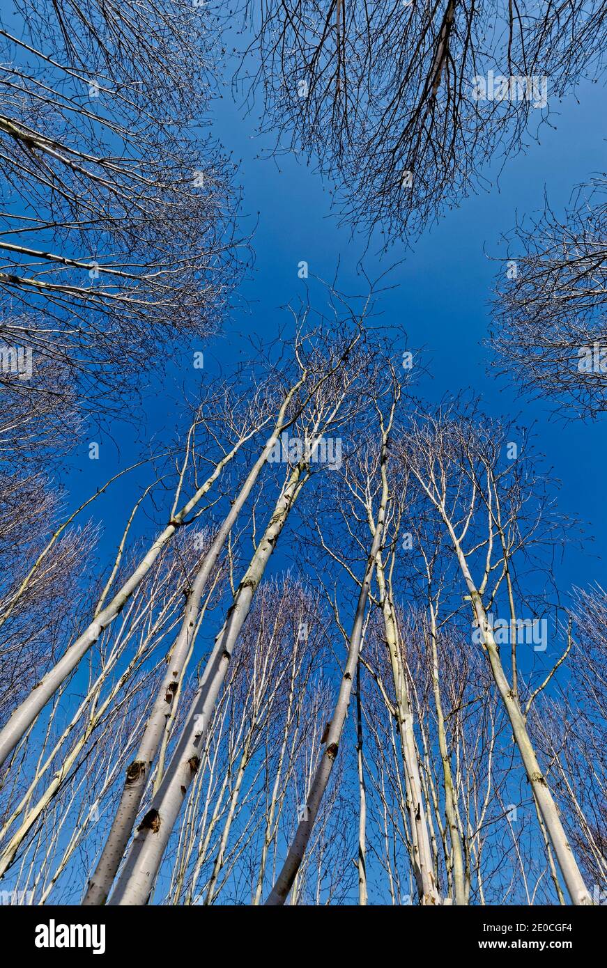 Awesome trees hi-res stock photography and images - Alamy
