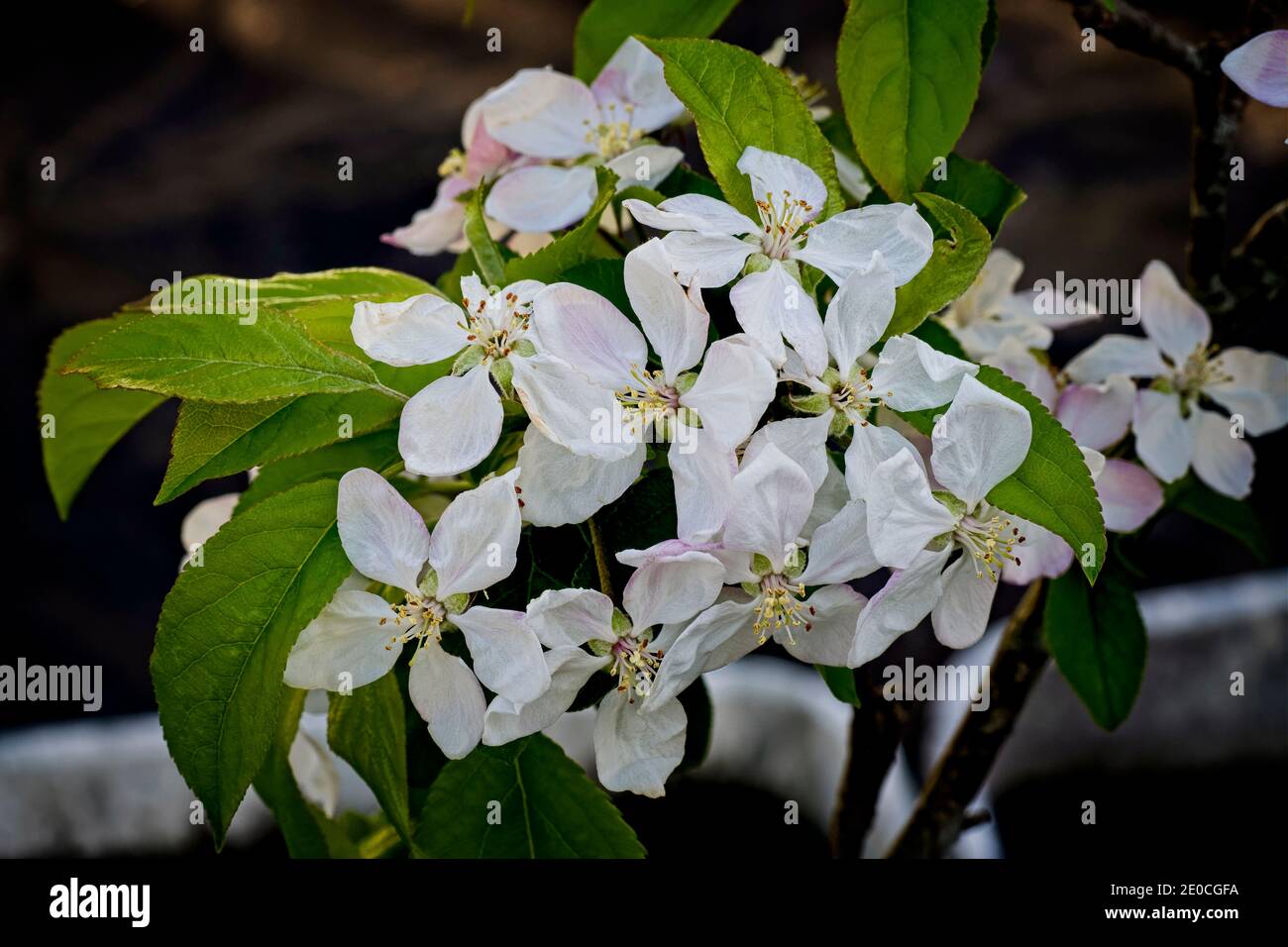 Apple blossom cluster hi-res stock photography and images - Alamy
