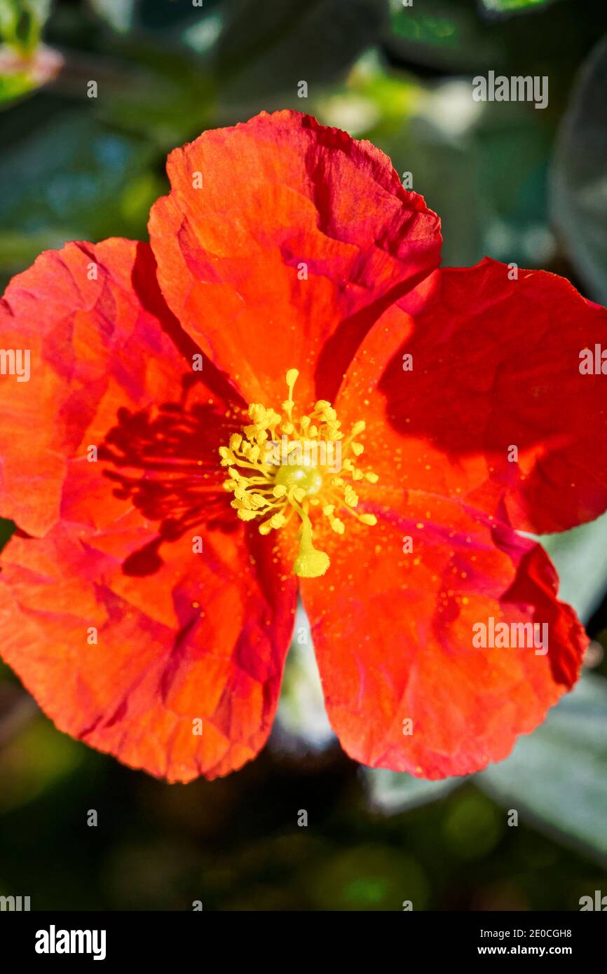 Red rose yellow center garden hi-res stock photography and images - Alamy