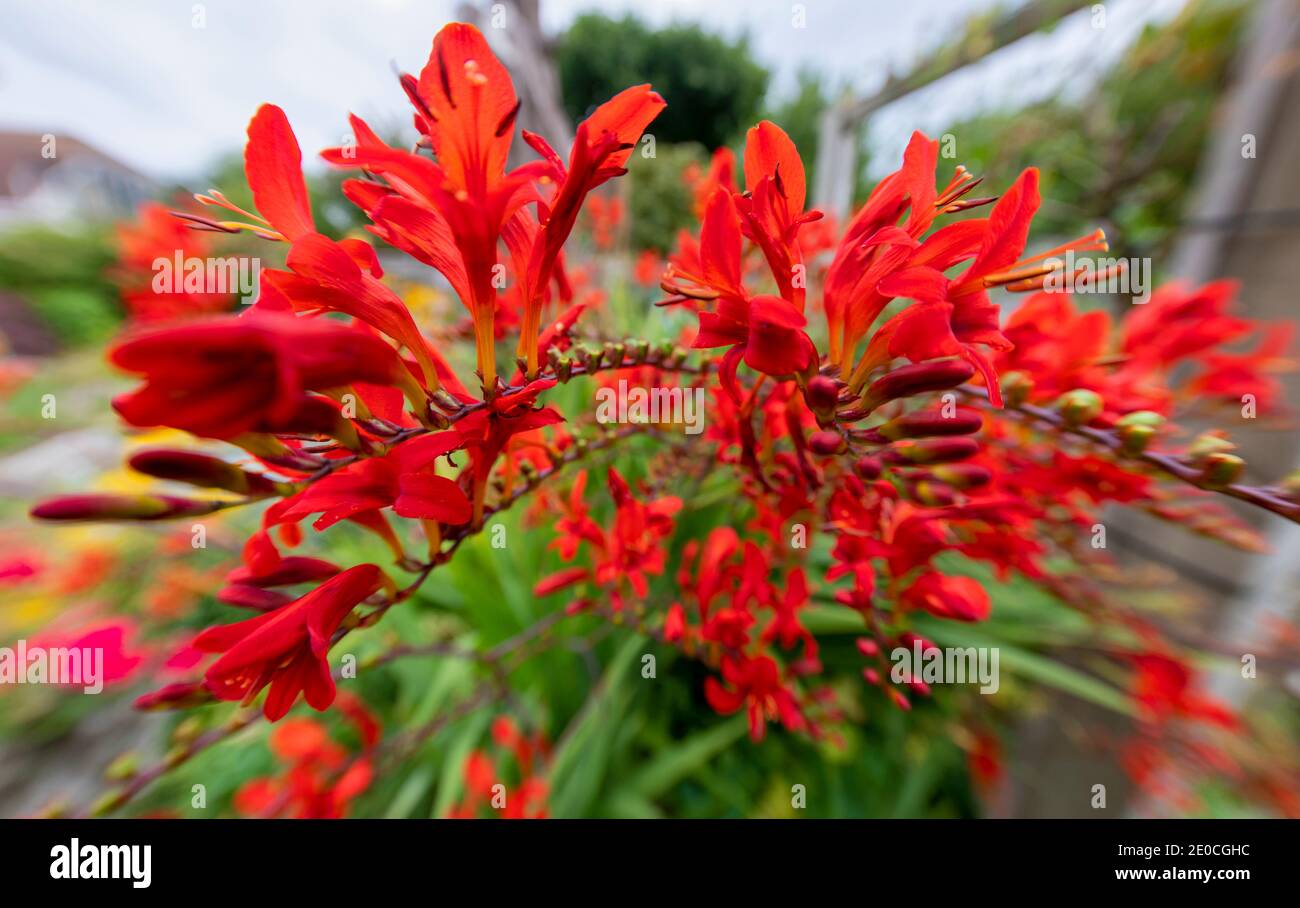 Dynamic flower hi-res stock photography and images - Alamy