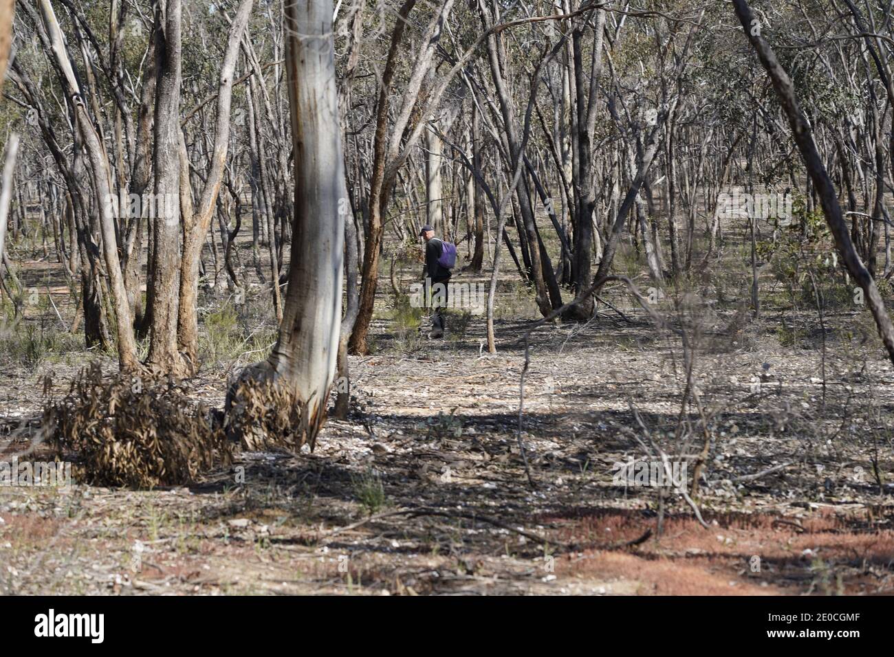 Gold prospecting in native bushland Australia Stock Photo - Alamy