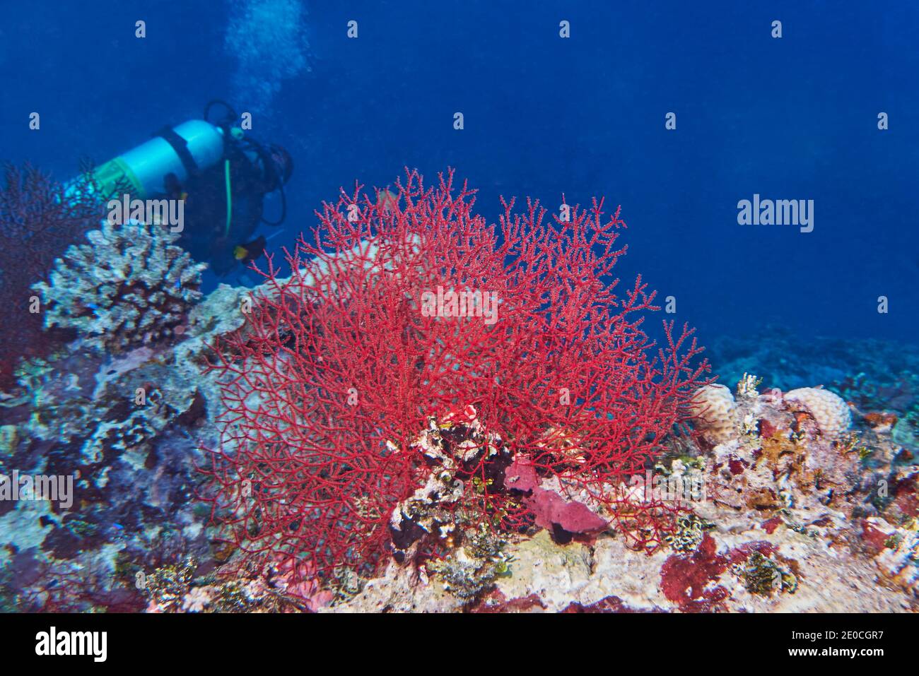Gorgonian reef tank hi-res stock photography and images - Alamy