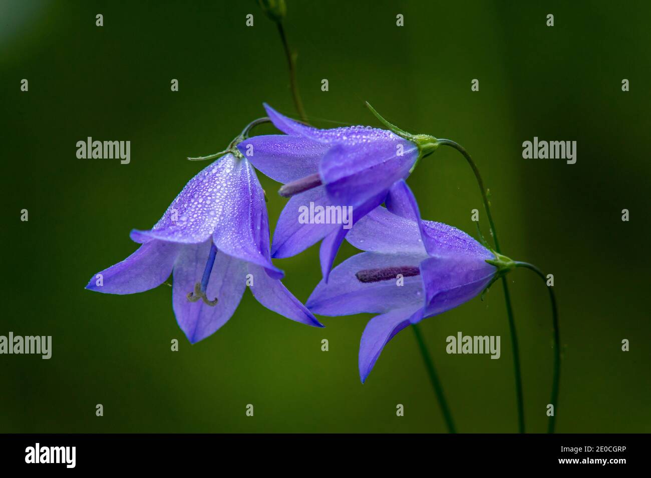 Creeping wildflower hi-res stock photography and images - Alamy