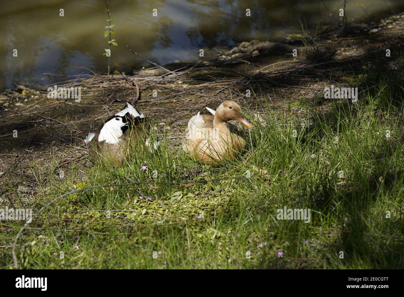 Female ranger australia hi-res stock photography and images - Alamy