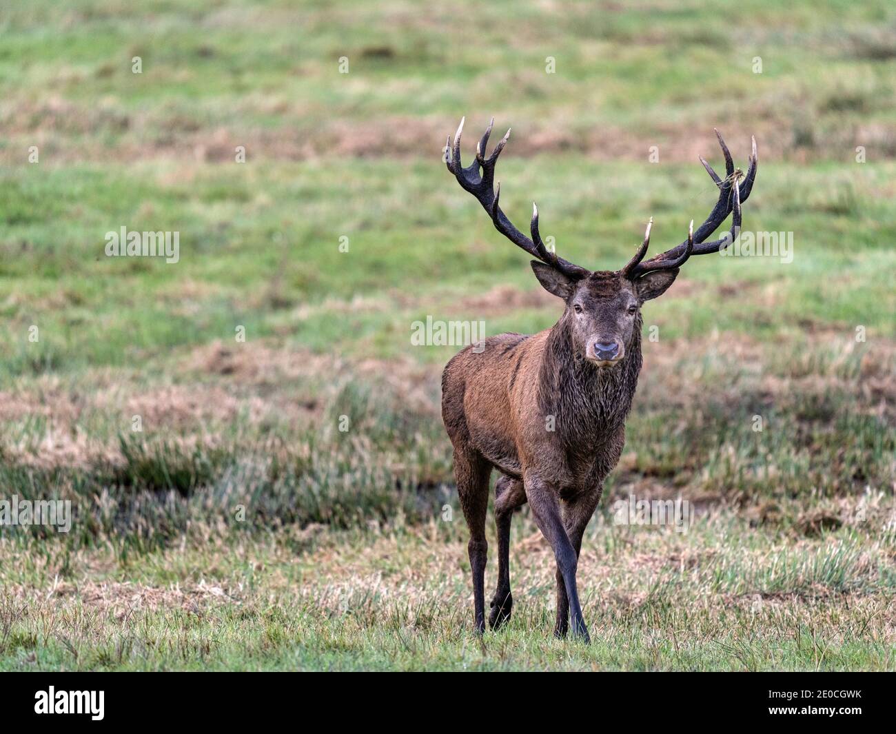 Killarney national park wildlife hi-res stock photography and images ...