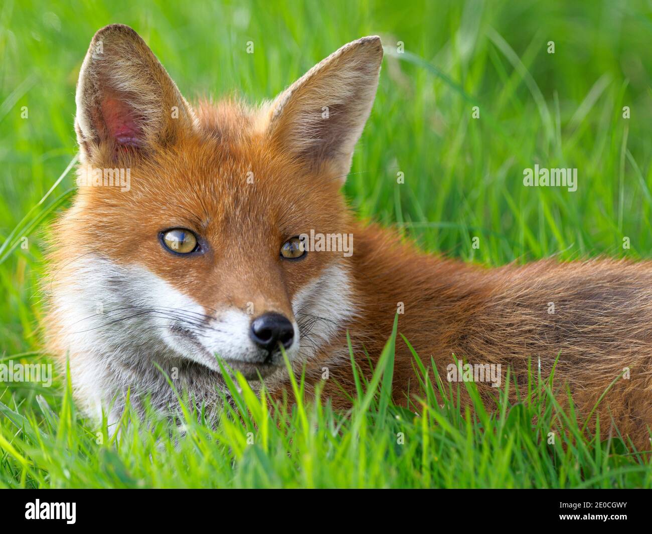 County clare wildlife hi-res stock photography and images - Alamy