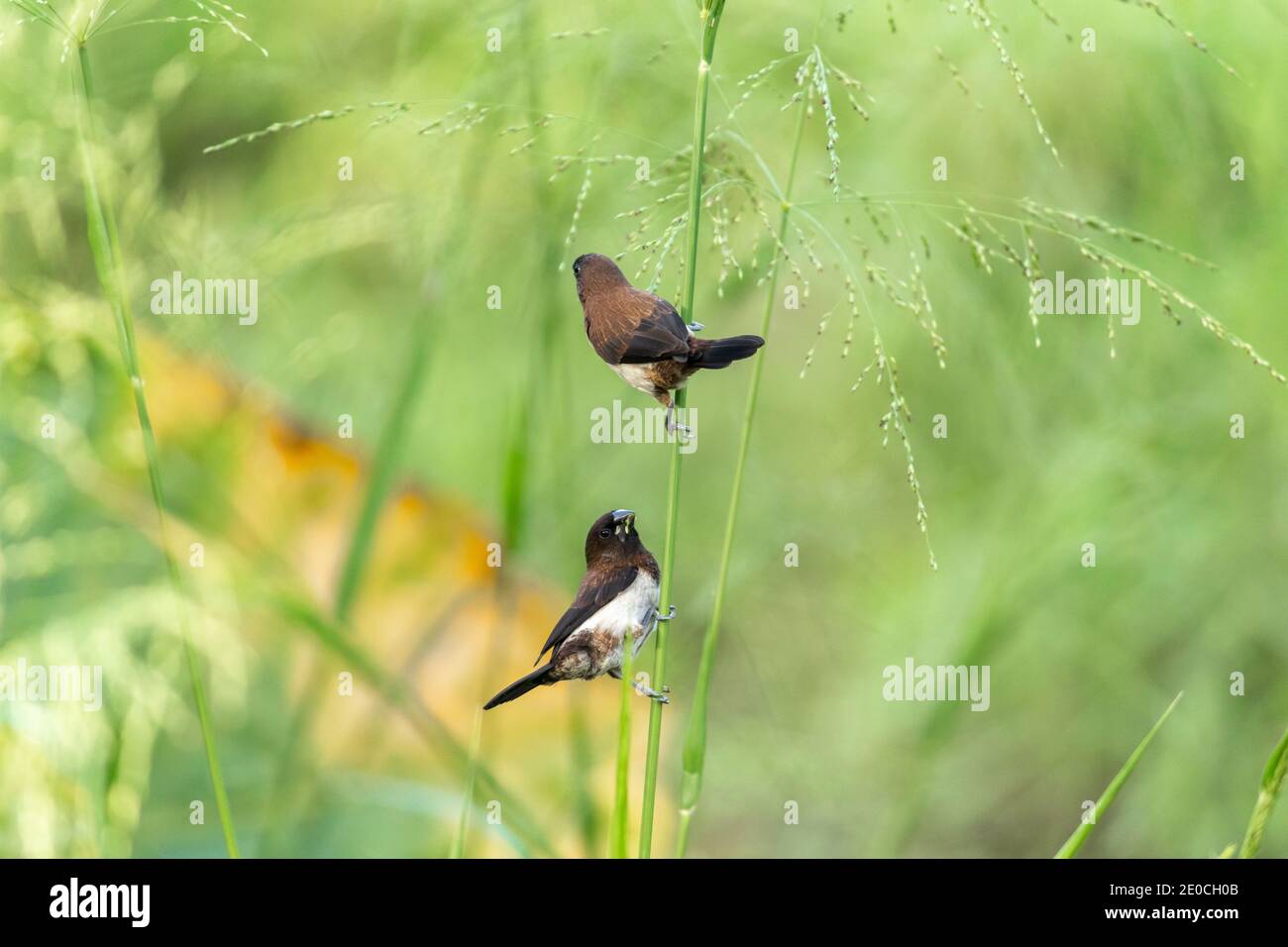 Pair of White-rumped Munia birds eating small seeds, also known as ...