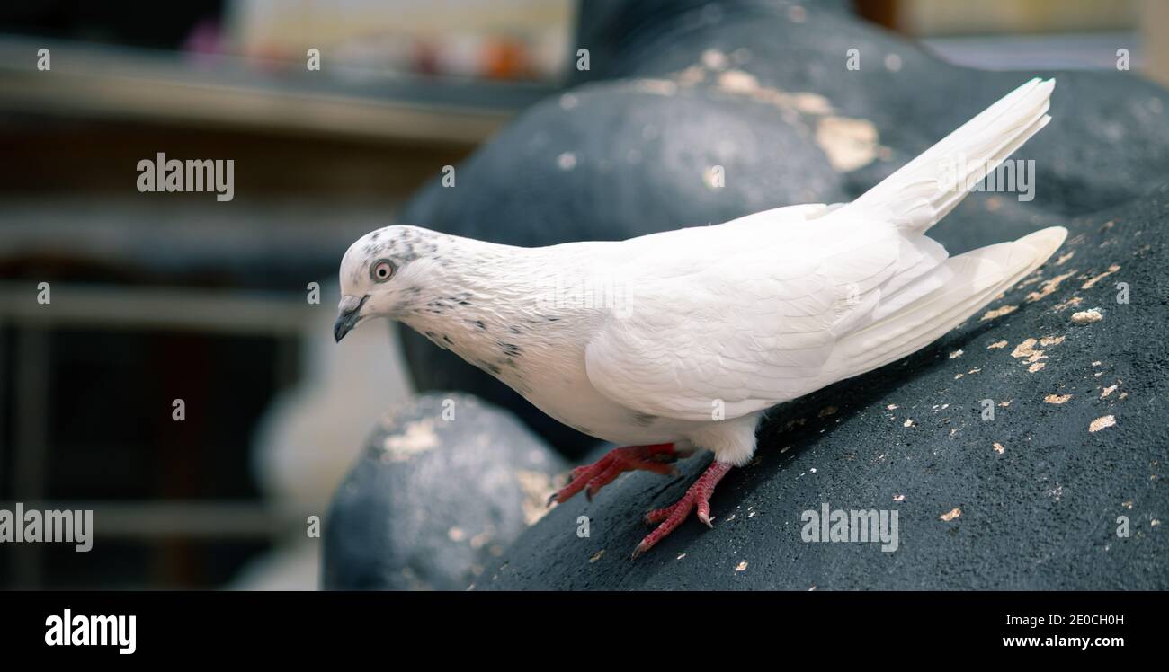 White Dove sliding down the rock, on leg up, at an uncomfortable angle ...