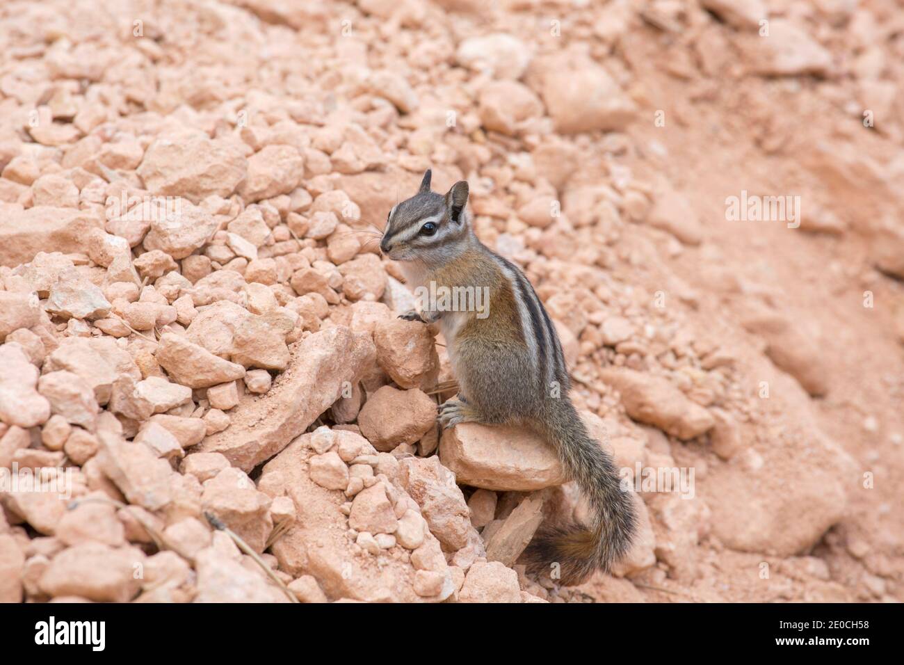 Least chipmunk (Neotamias minimus) on rocks beside the Queen's Garden ...
