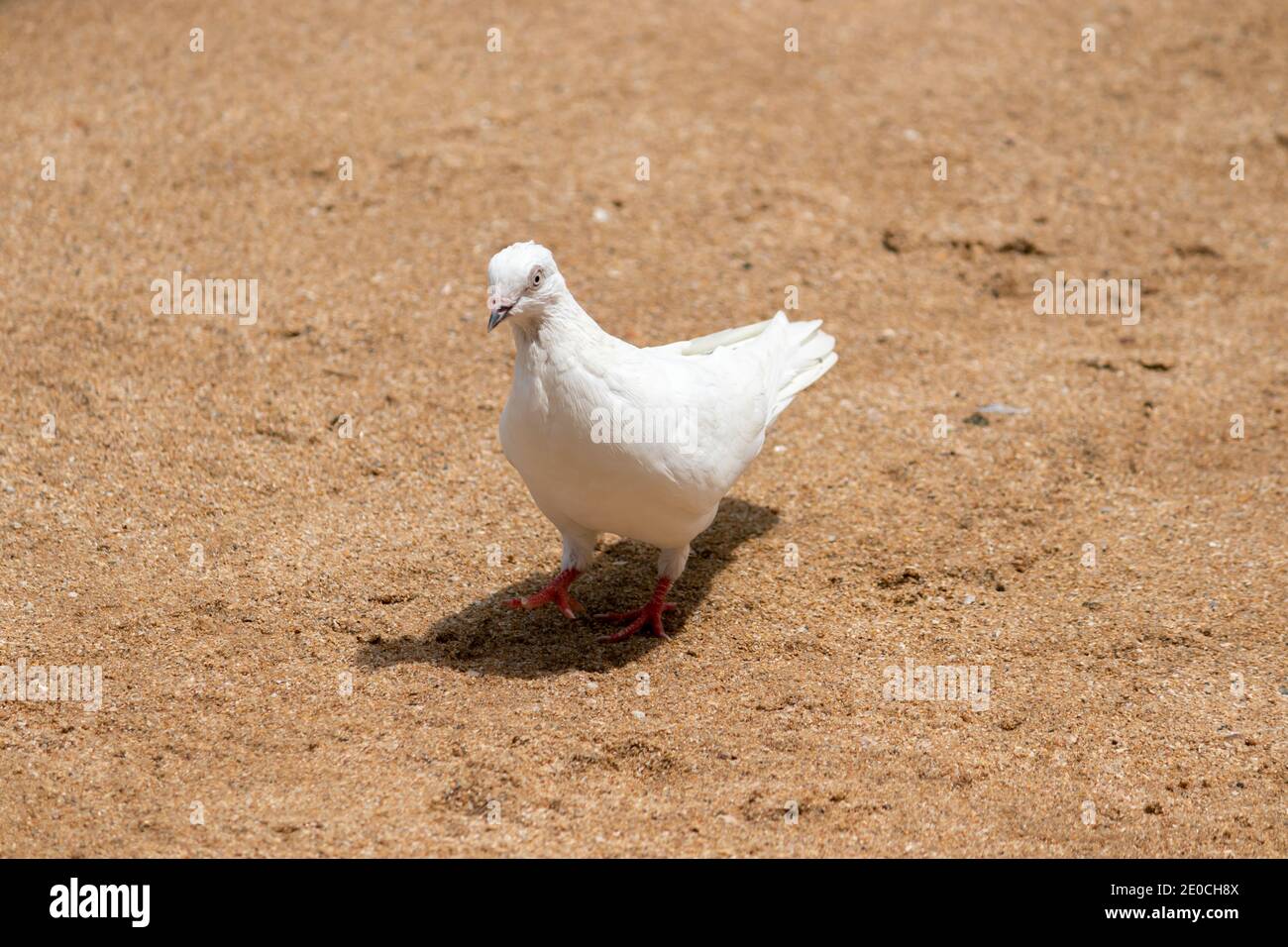 Standing pigeon pose hi-res stock photography and images - Alamy