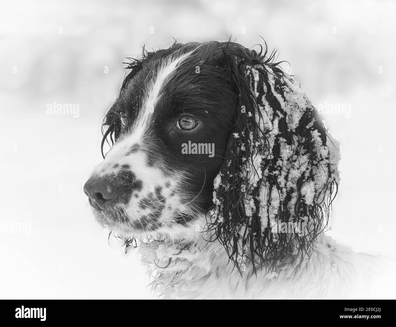 springer spaniel dog in the snow head shot portrait Stock Photo - Alamy