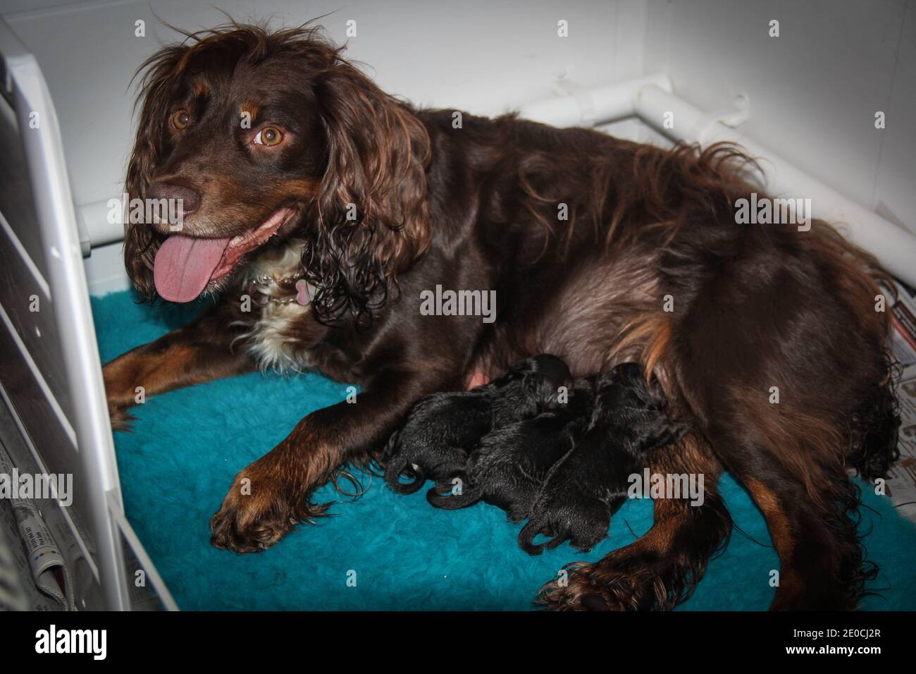 Brown working cocker spaniel mother with newborn puppies Stock Photo ...