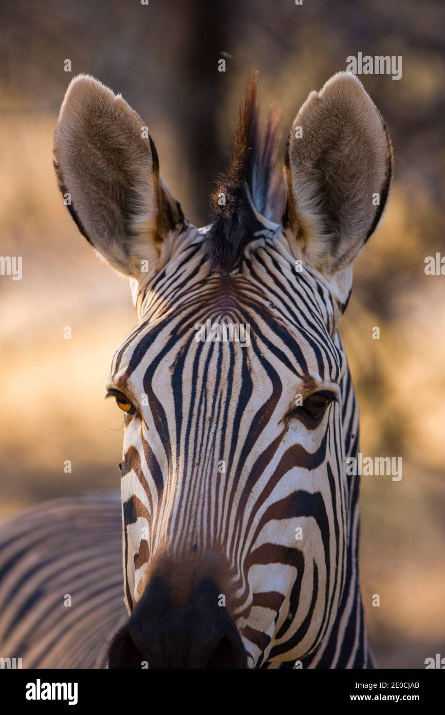 CEBRA DE MONTAÑA (Equus zebra), Fauna de África Stock Photo - Alamy