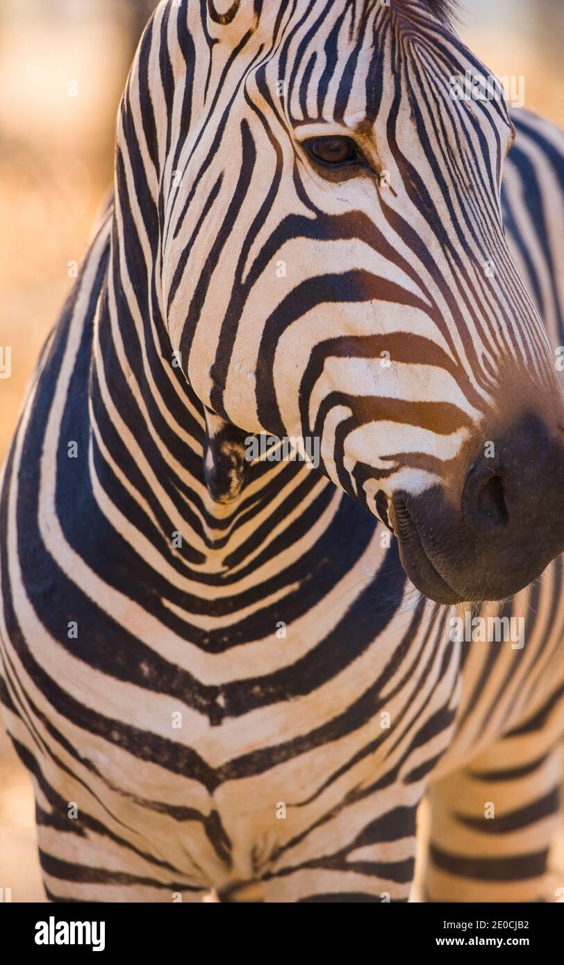 CEBRA DE MONTAÑA (Equus zebra), Fauna de África Stock Photo - Alamy