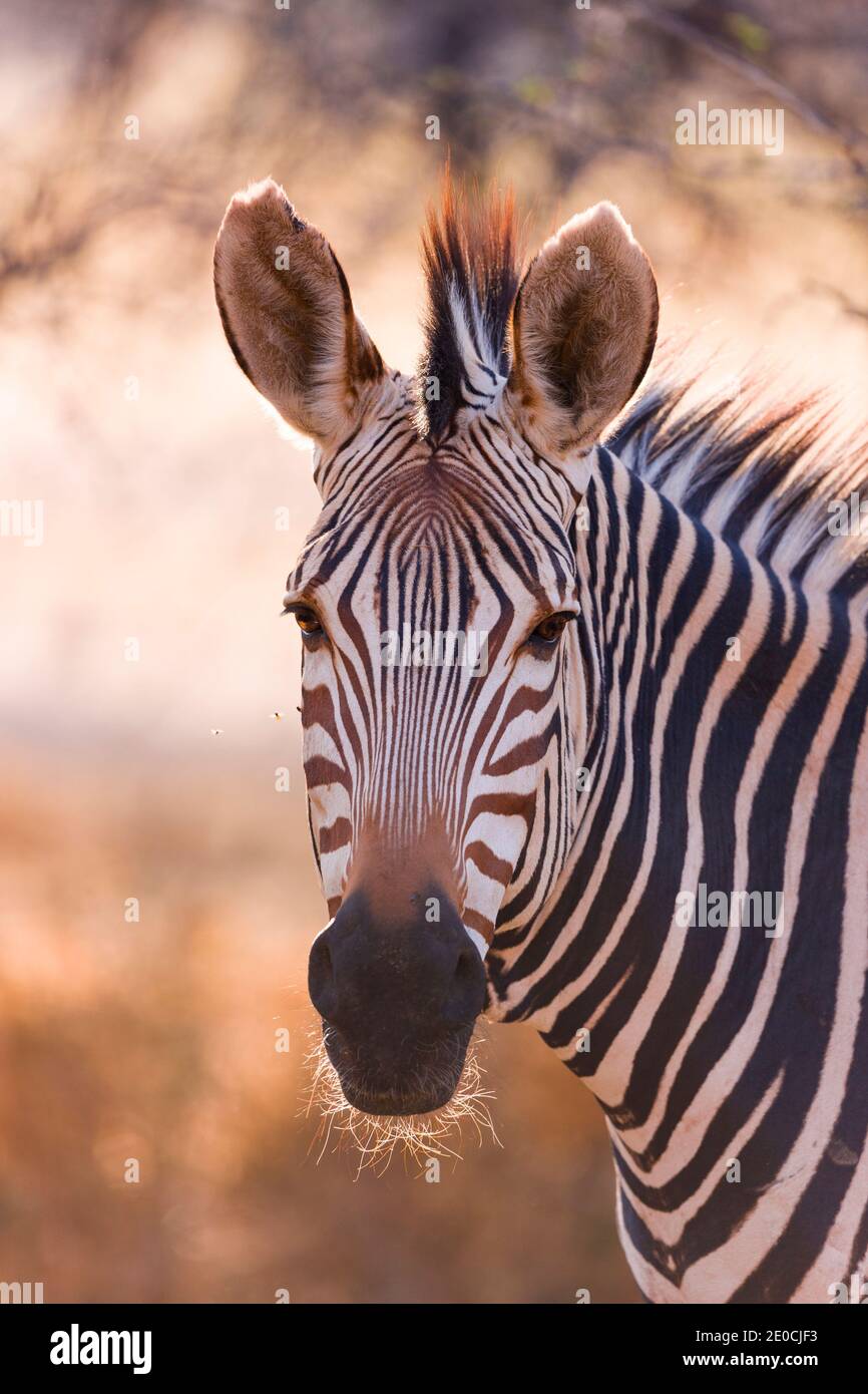 CEBRA DE MONTAÑA (Equus zebra), Fauna de África Stock Photo - Alamy