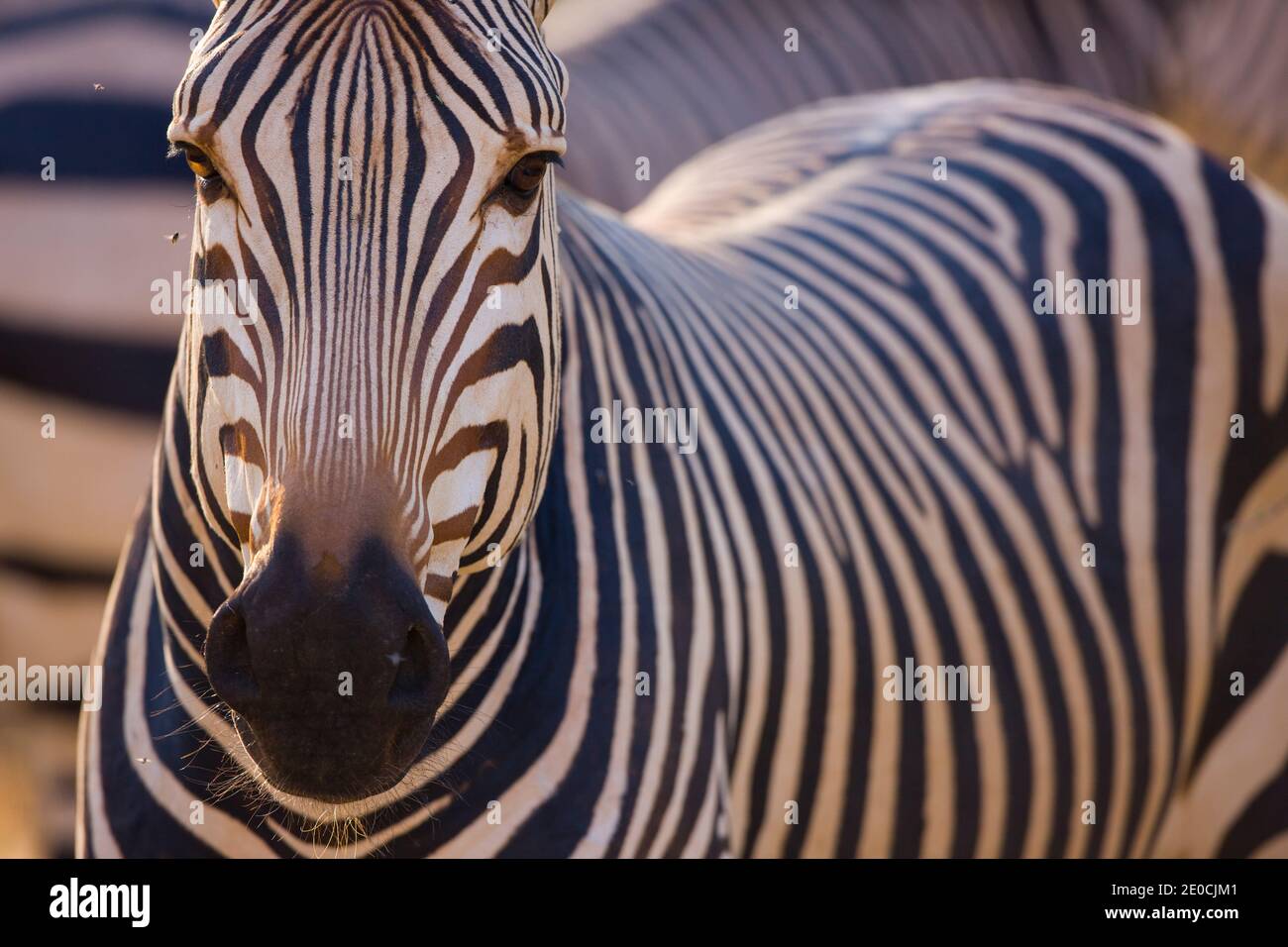 Mamíferos de africa hi-res stock photography and images - Alamy