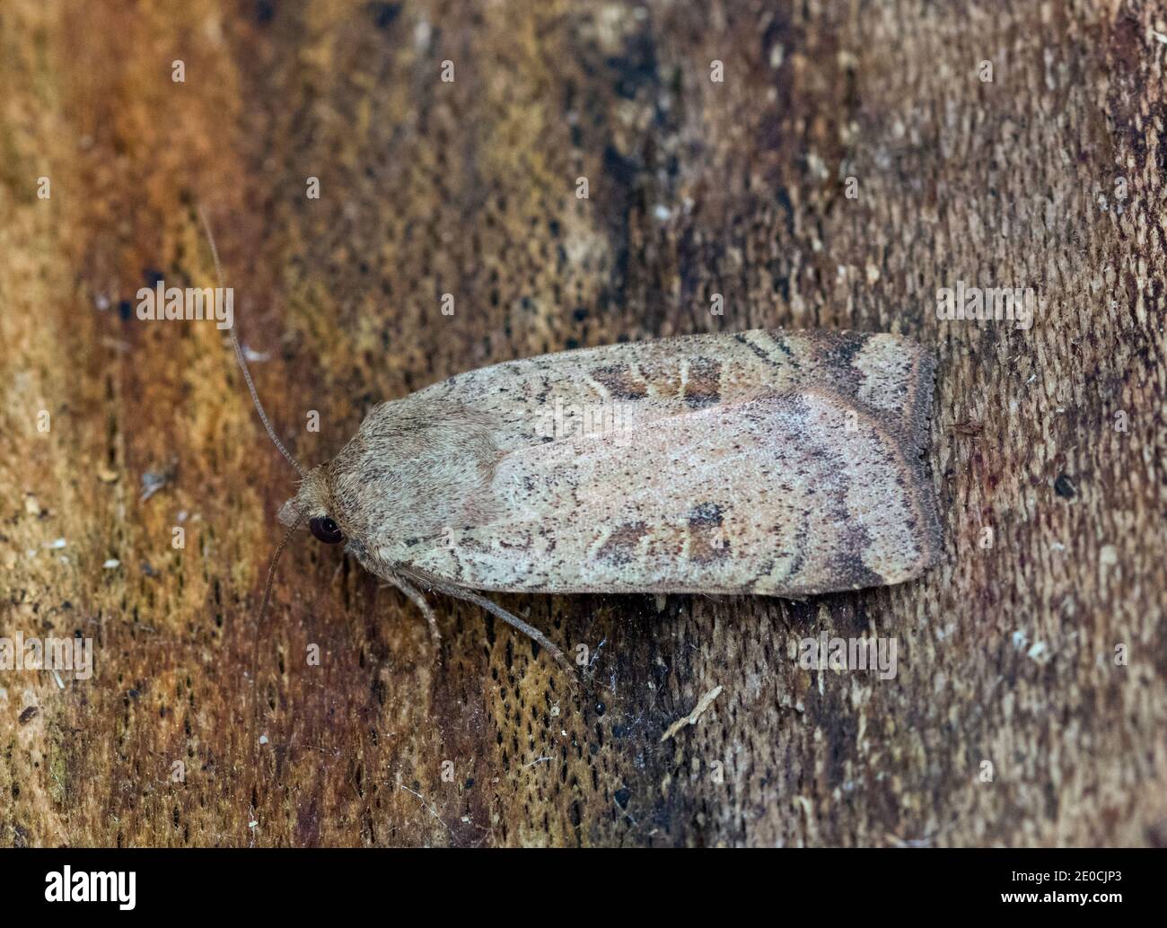 Lesser yellow underwing hi-res stock photography and images - Alamy