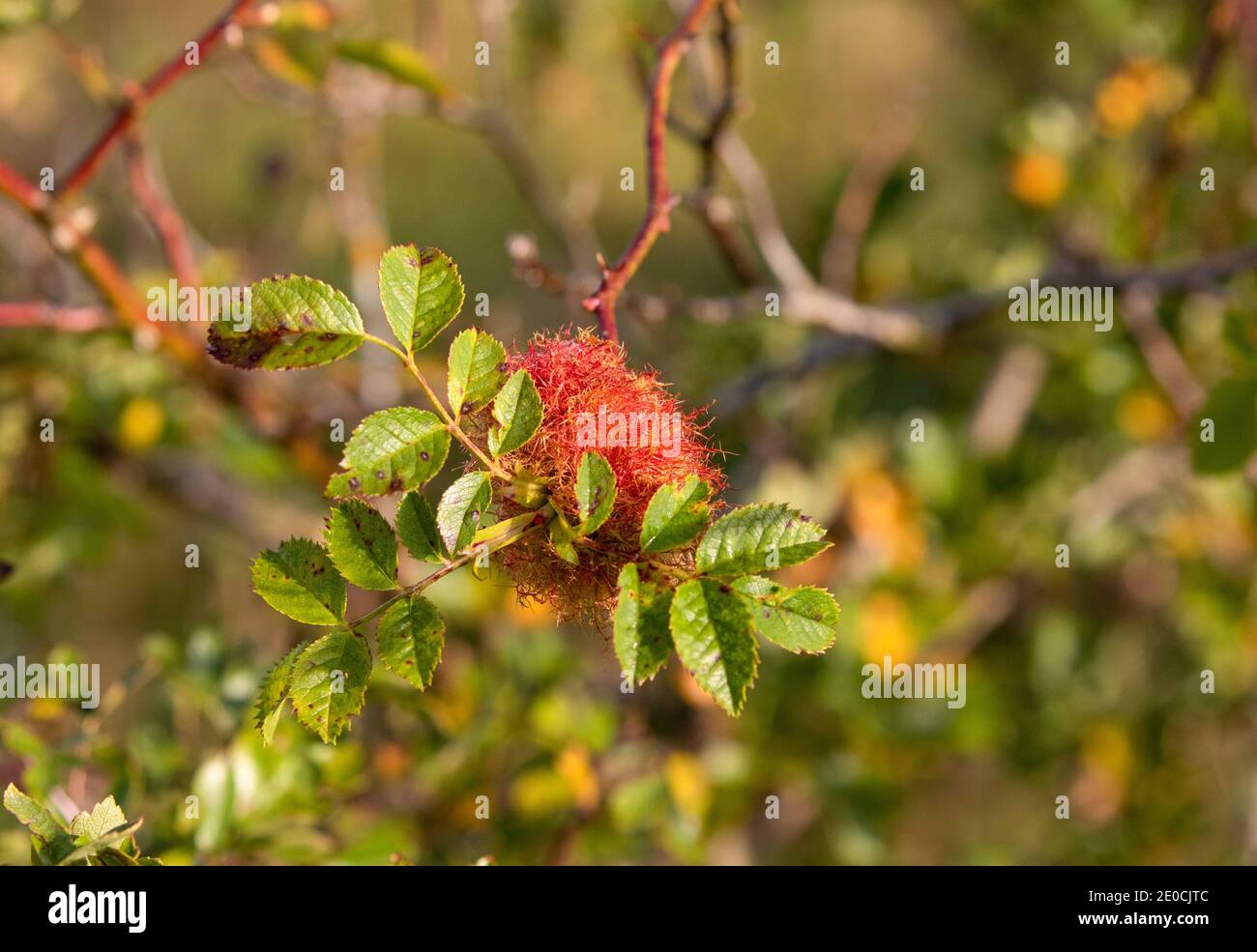 Robins pincushion gall wasp hi-res stock photography and images - Alamy