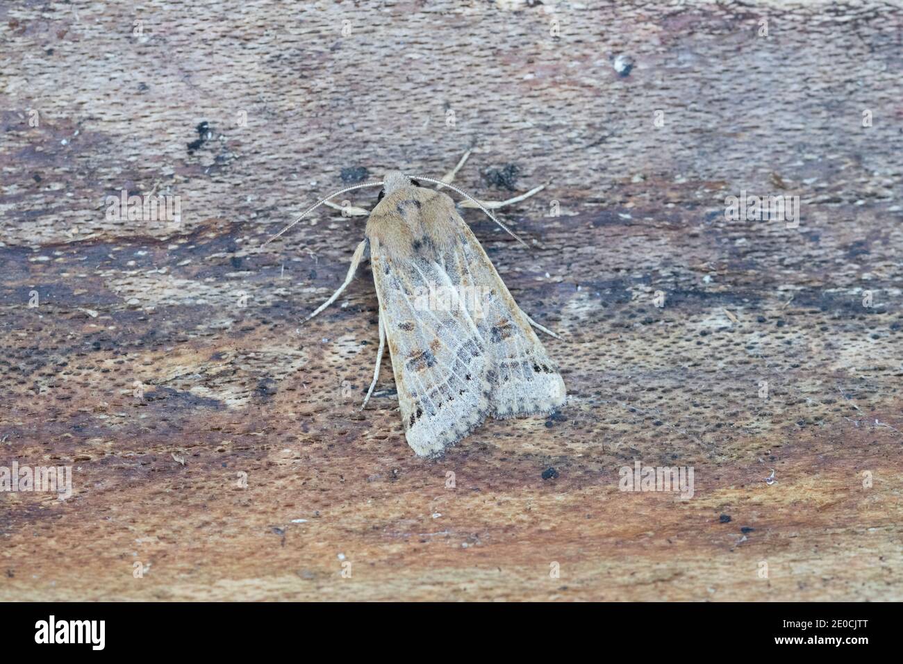 Lunar Underwing moth on bark Stock Photo - Alamy