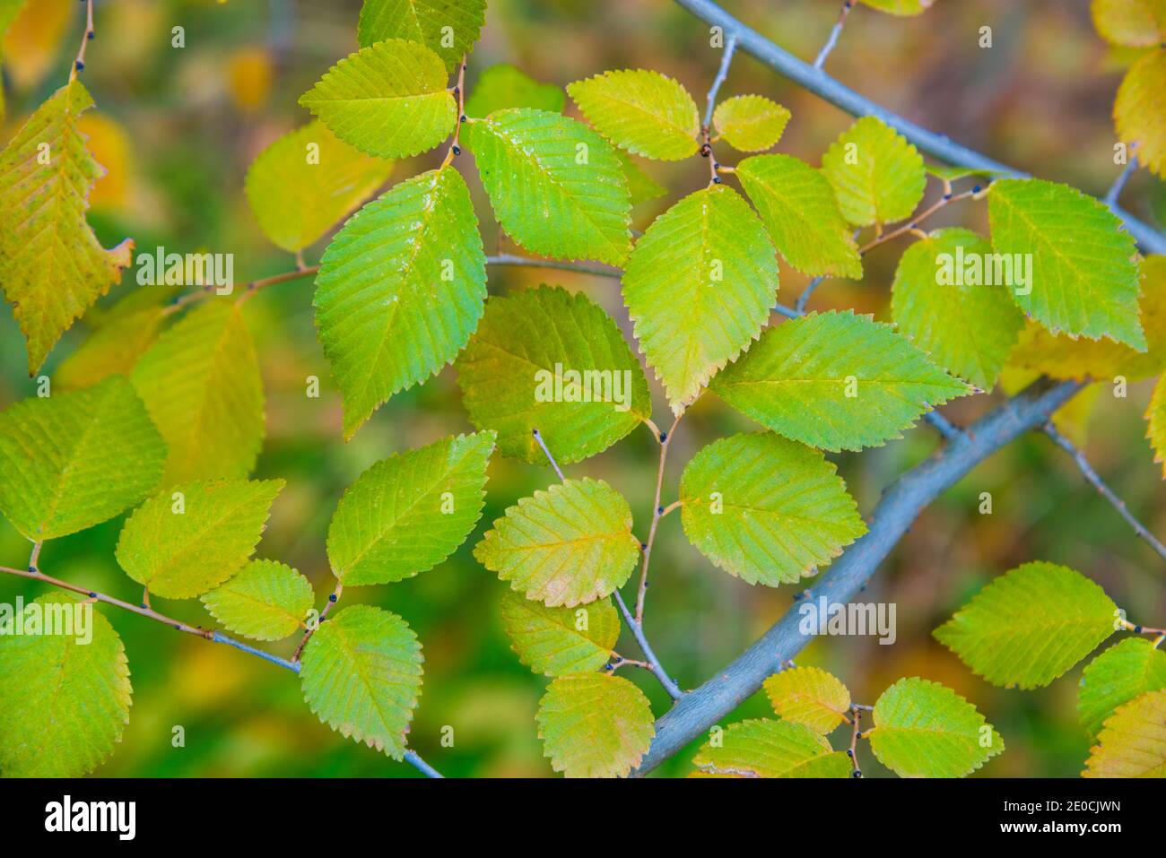 Planta rama hi-res stock photography and images - Alamy