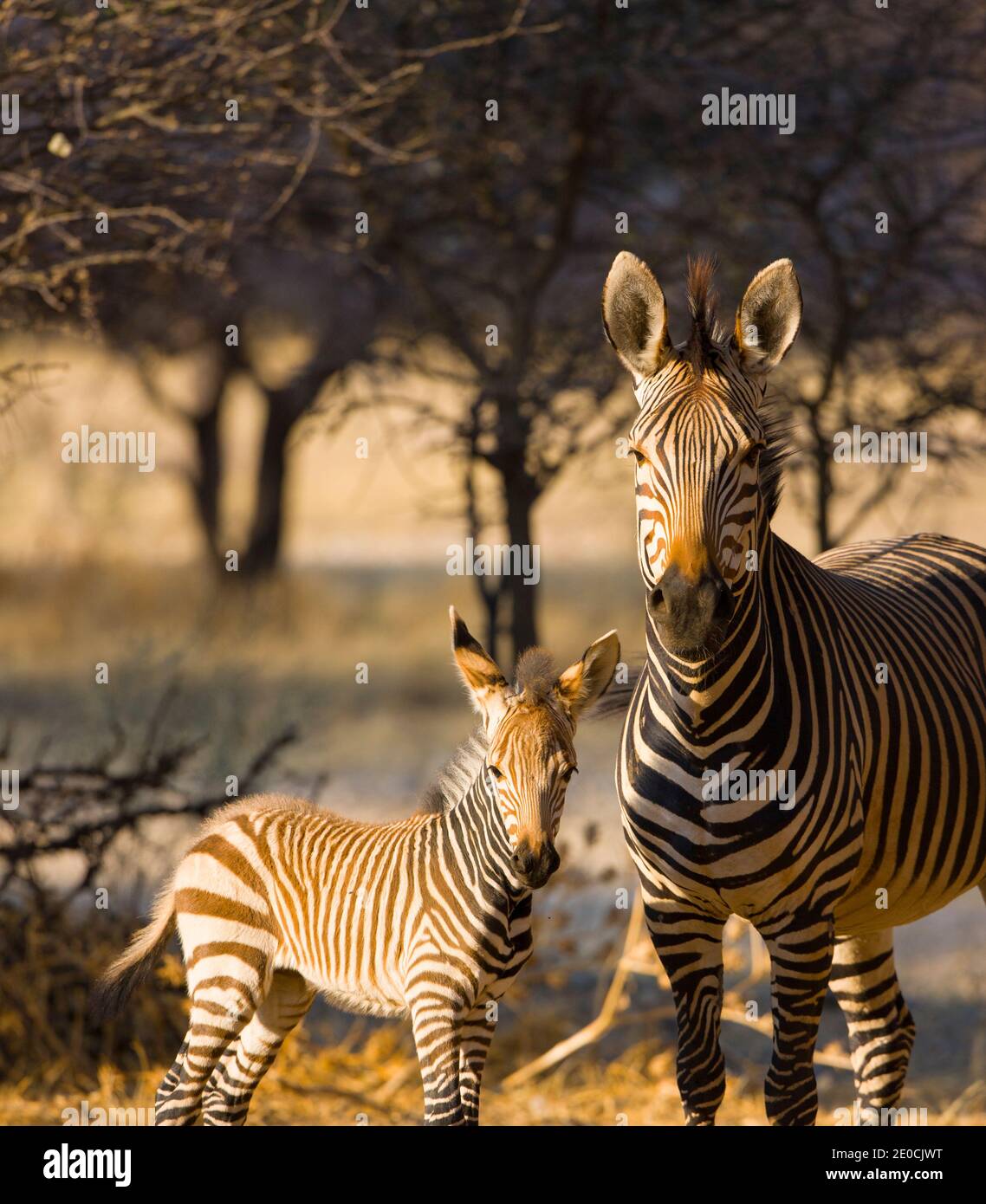 Rayas de cebra hi-res stock photography and images - Alamy