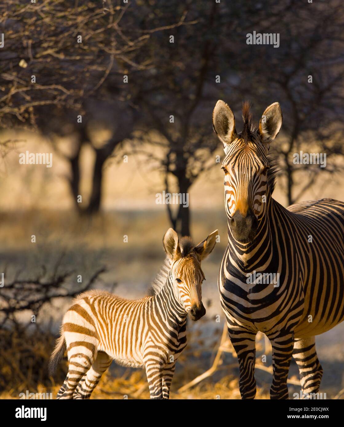 Mamíferos de africa hi-res stock photography and images - Alamy
