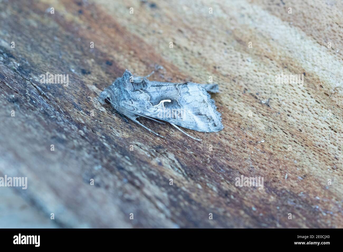Silver Y moth on bark Stock Photo - Alamy