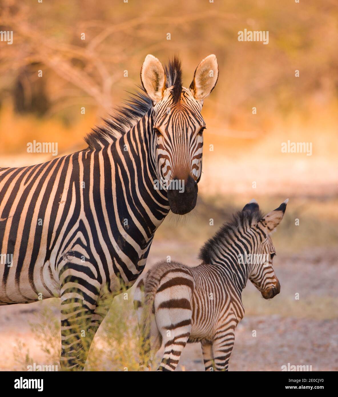 CEBRA DE MONTAÑA (Equus zebra), Fauna de África Stock Photo - Alamy