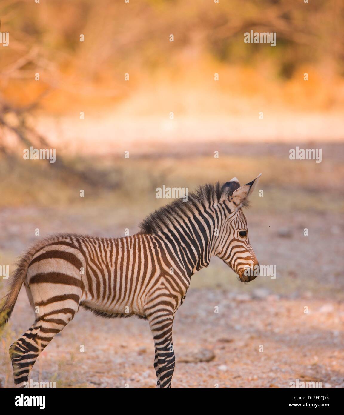 Mamíferos de africa hi-res stock photography and images - Alamy