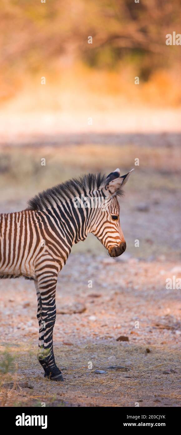 CEBRA DE MONTAÑA (Equus zebra), Fauna de África Stock Photo - Alamy