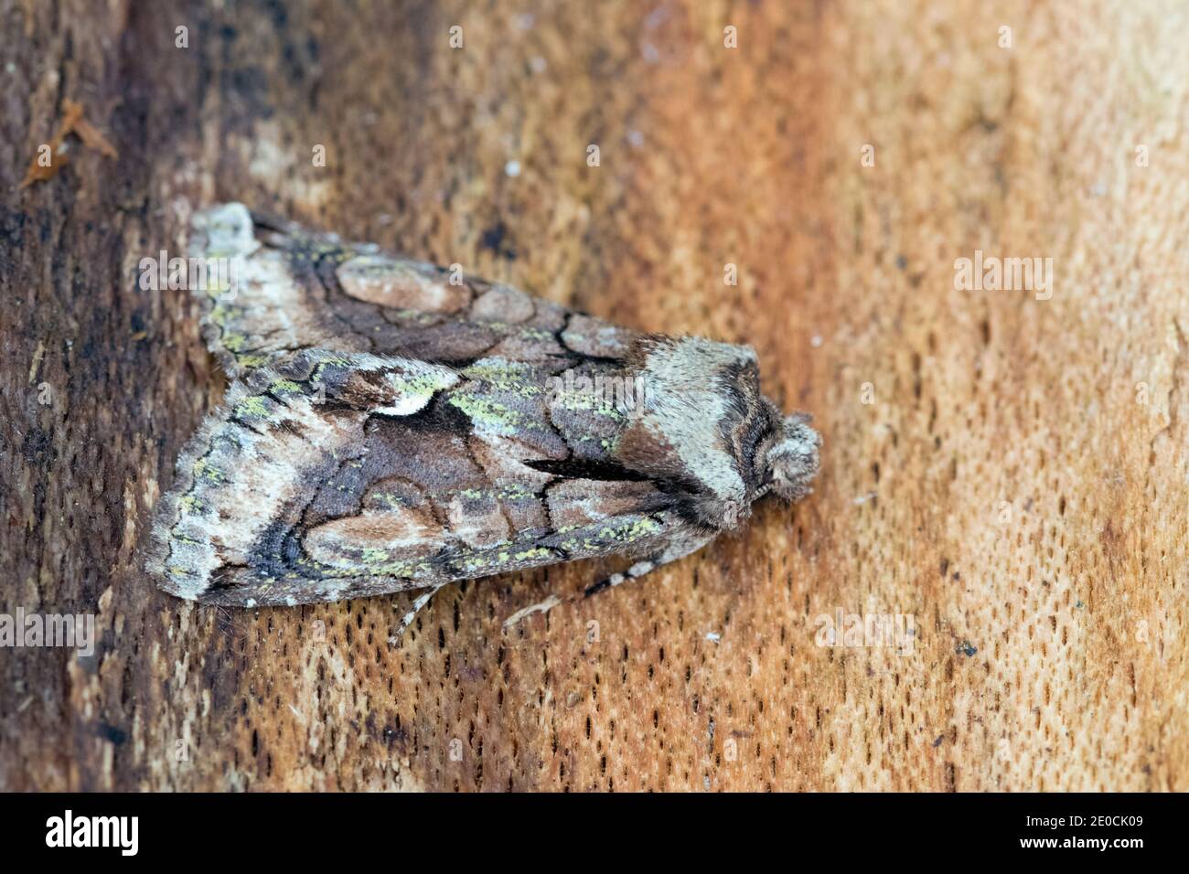 Green crescent hi-res stock photography and images - Alamy