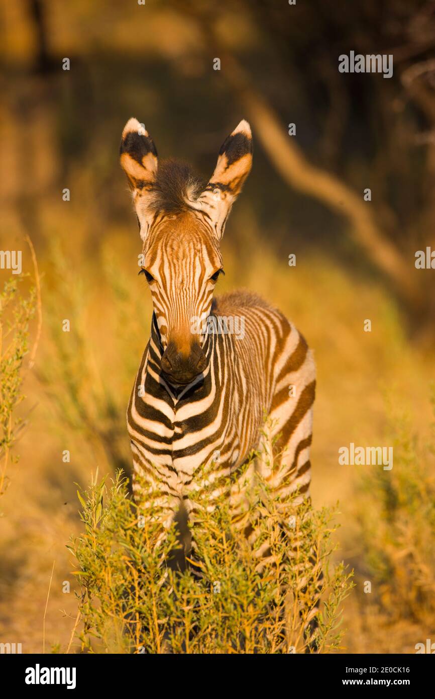 Mamíferos de africa hi-res stock photography and images - Alamy
