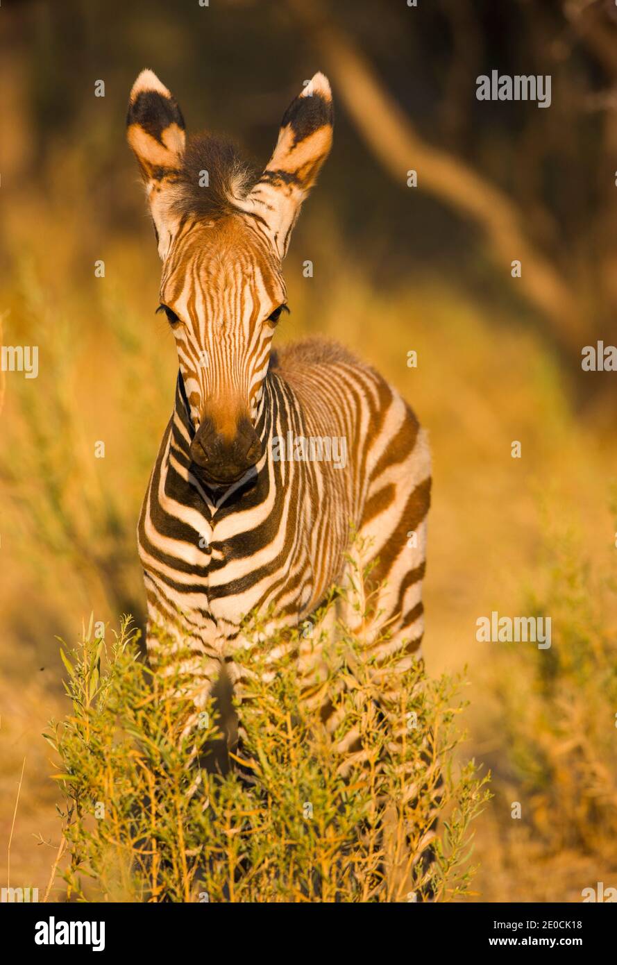 CEBRA DE MONTAÑA (Equus zebra), Fauna de África Stock Photo - Alamy