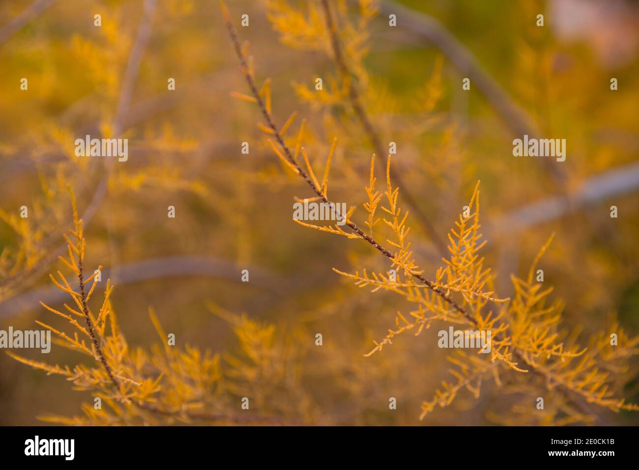 Hojas rama ramas hi-res stock photography and images - Alamy