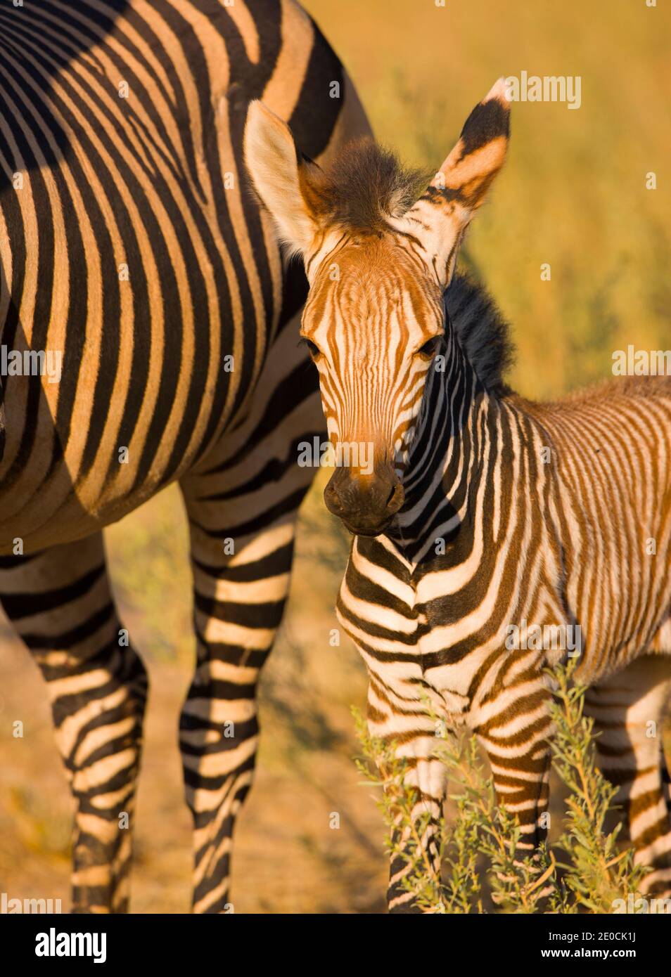 Rayas de cebra hi-res stock photography and images - Alamy