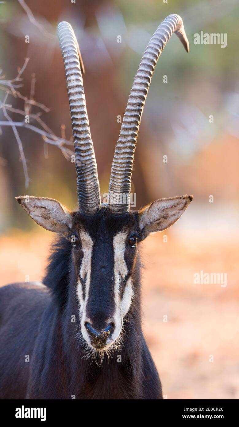 ANTILOPE SABLE Hippotragus equinus), (Namibia, Fauna de África Stock ...
