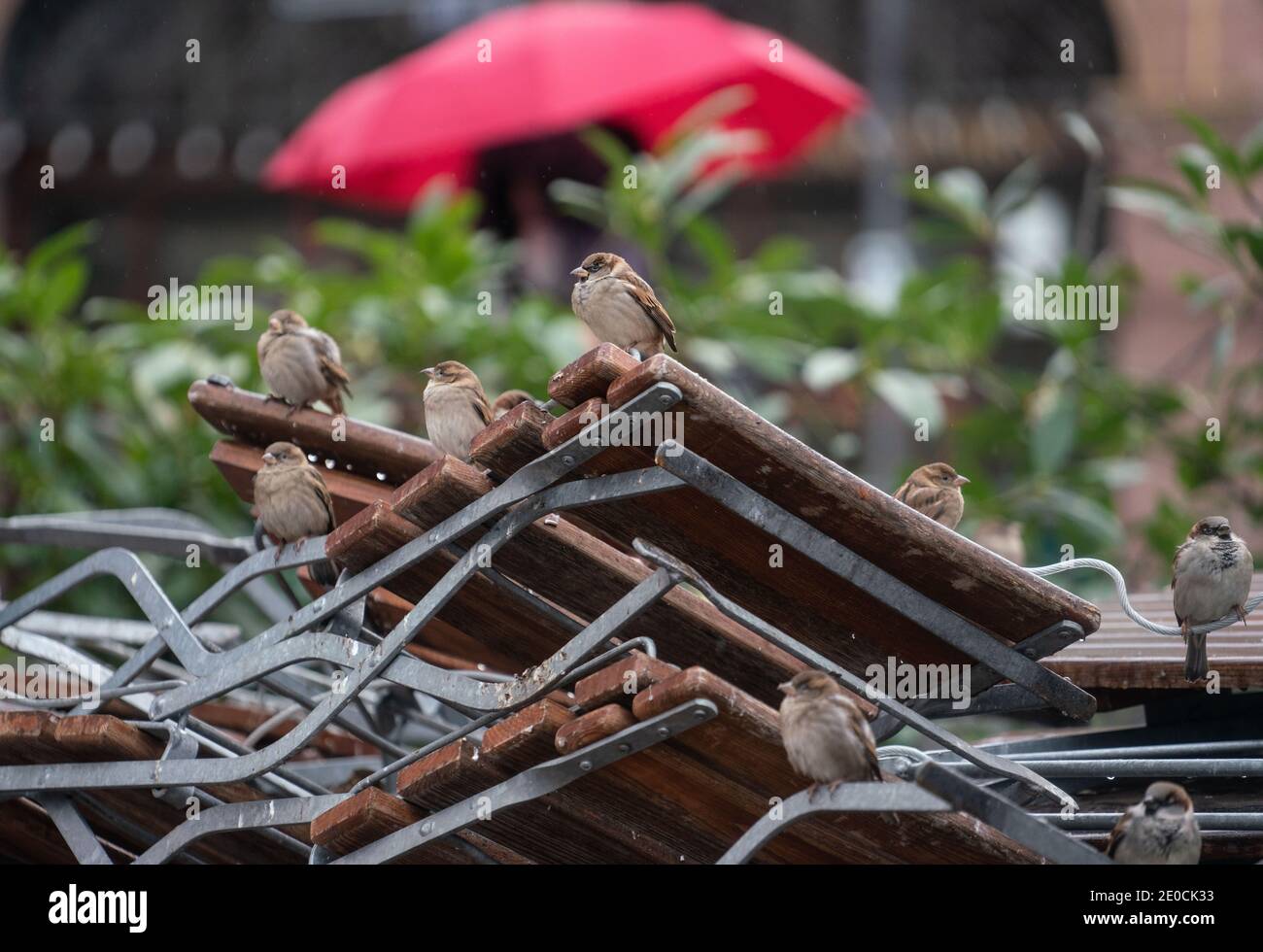 Group of sparrows hi-res stock photography and images - Alamy