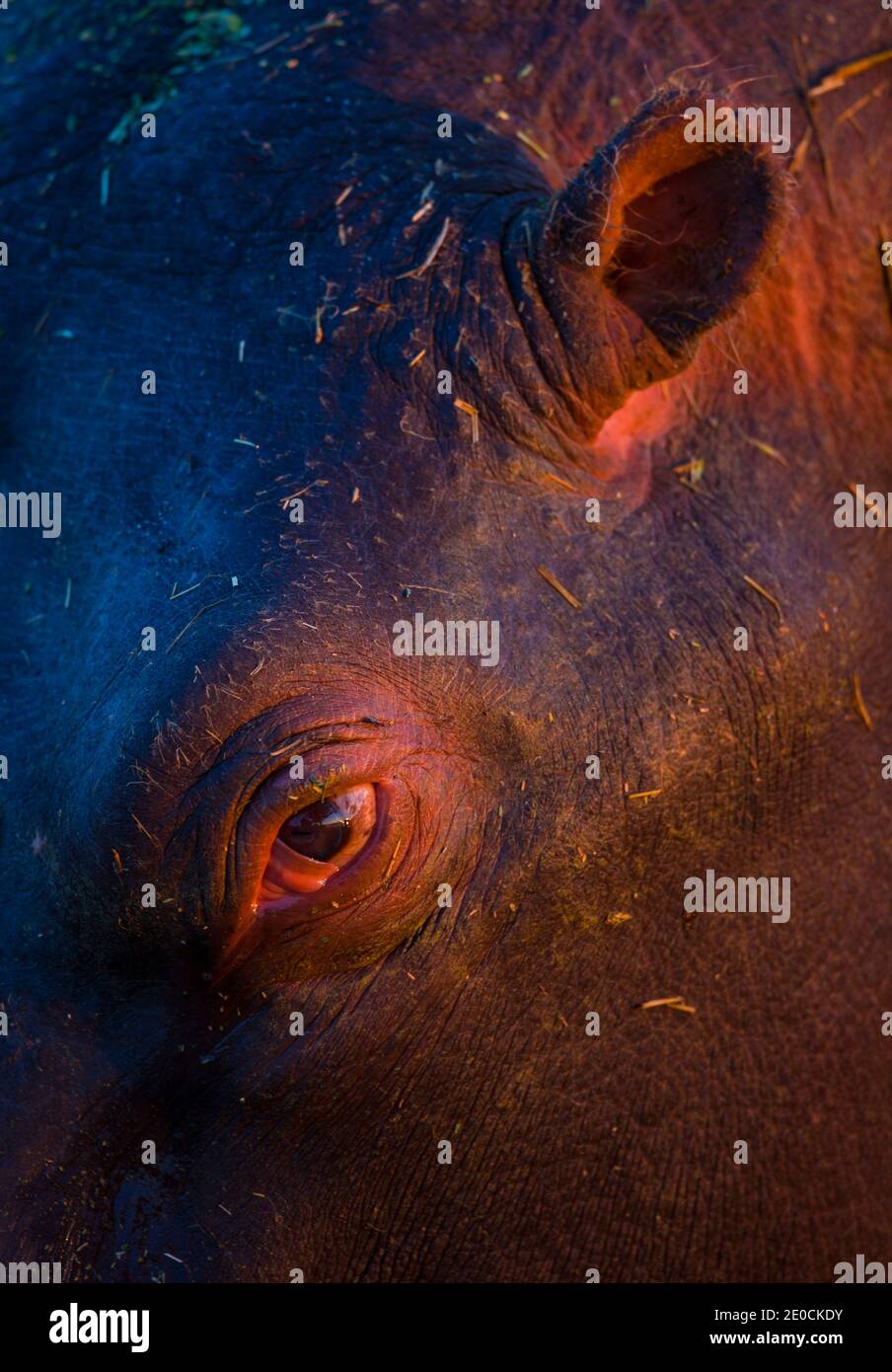 HIPOPOTAMO (Hippopotamus amphibius), Namibia, África, Fauna de África ...