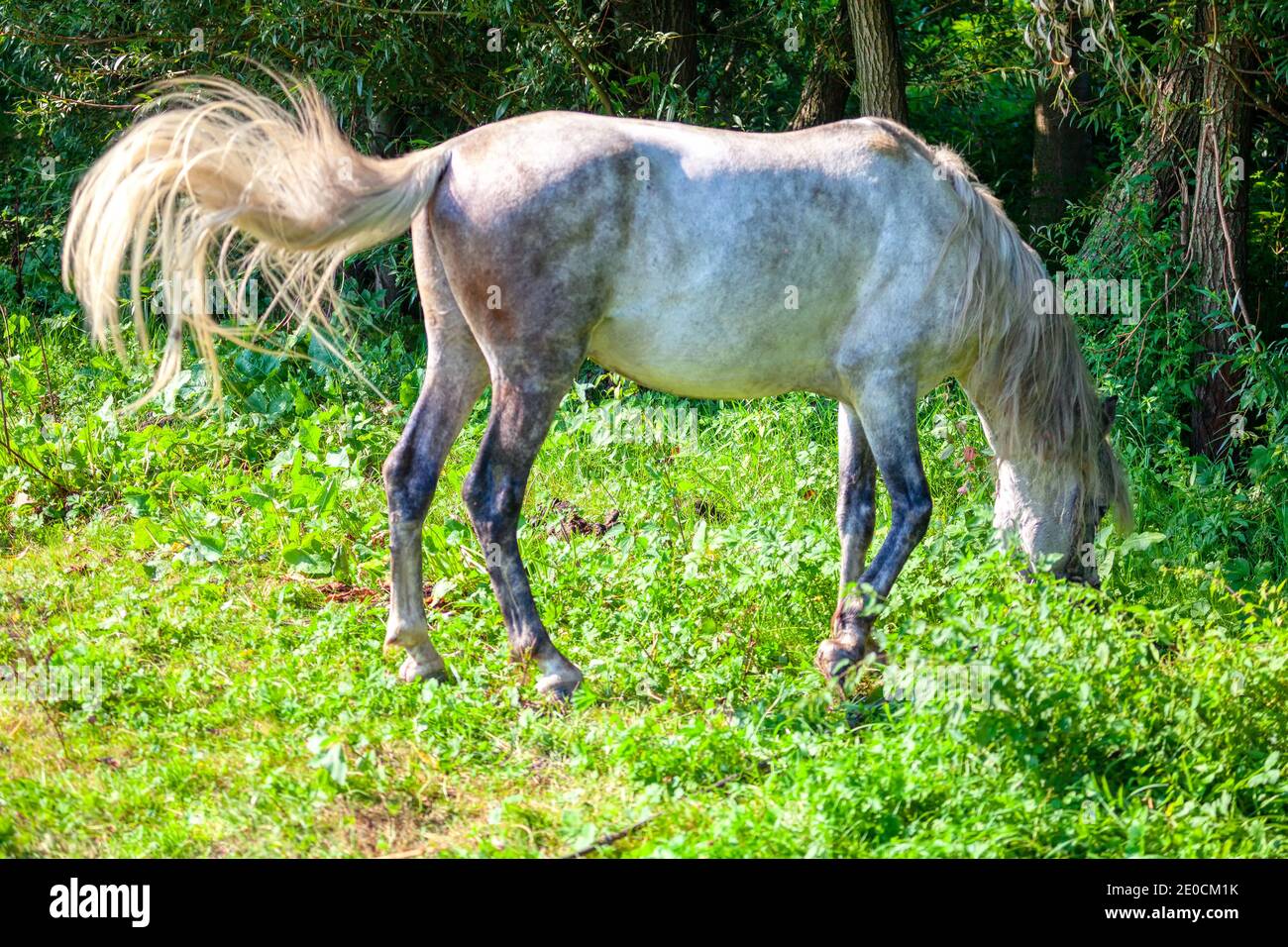 Wild mare grazing . White horse on the grassland Stock Photo - Alamy