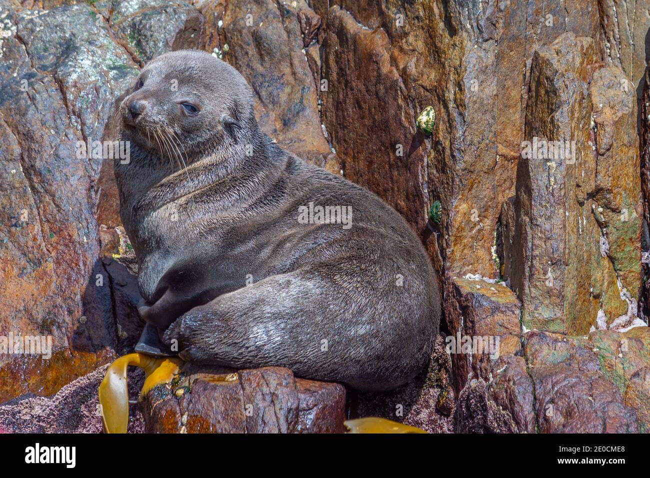 Tasman peninsula seal hi-res stock photography and images - Alamy