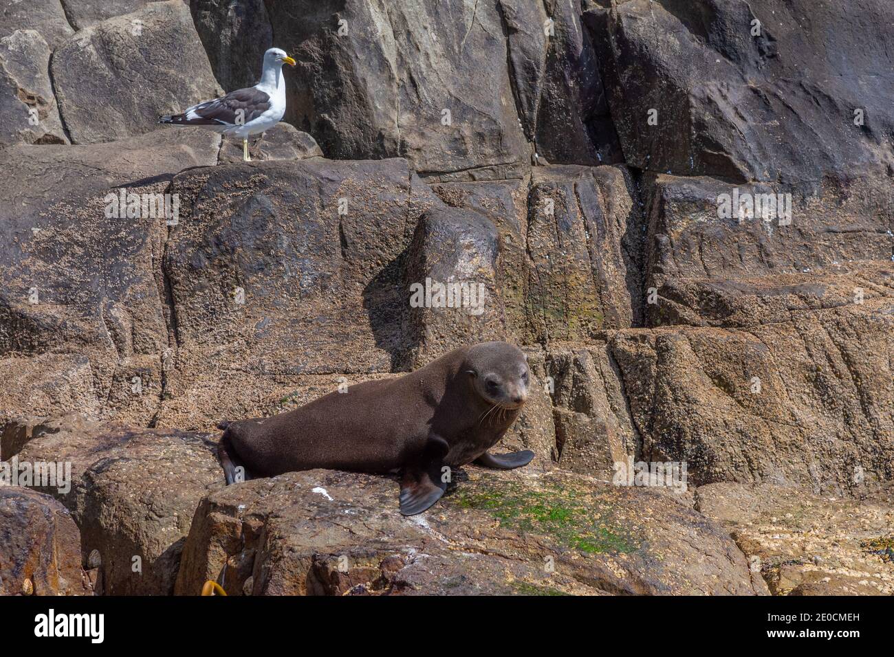Australian fur seal in Tasmania, Australia Stock Photo - Alamy