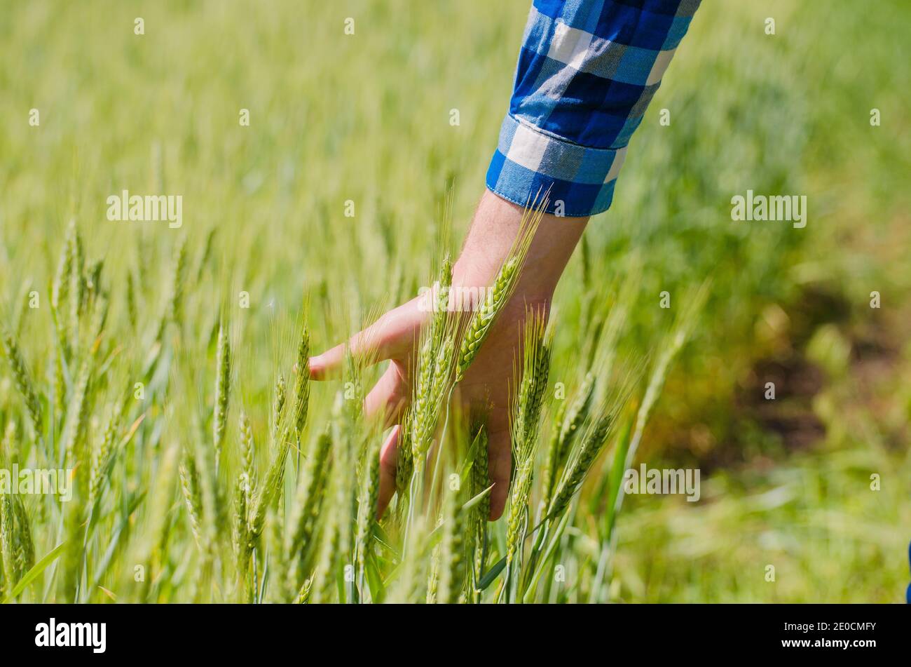 Hands of a farmer on the wheat field hi-res stock photography and ...