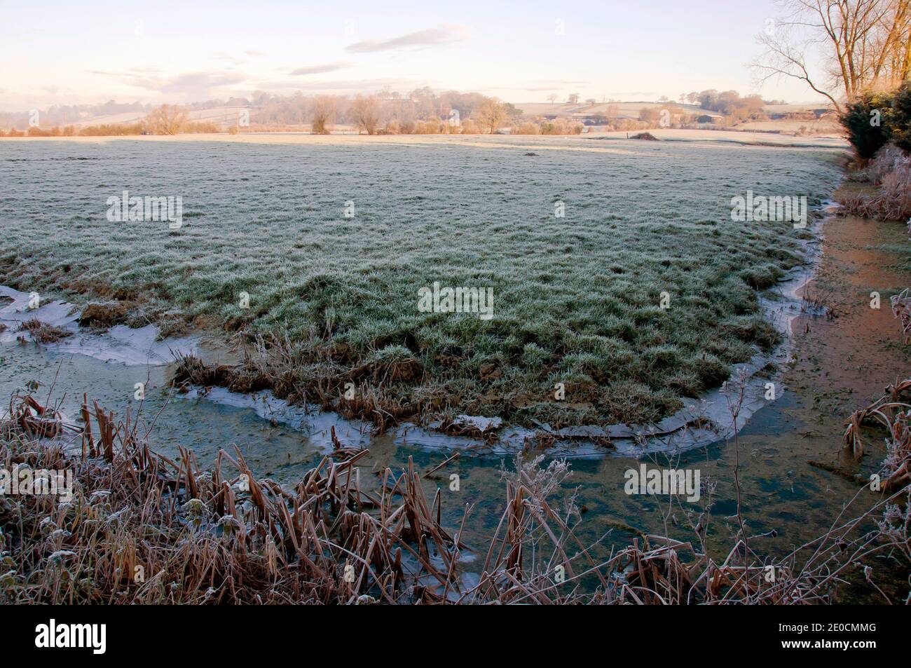 Frosty morning, Somerset Levels, England Stock Photo - Alamy