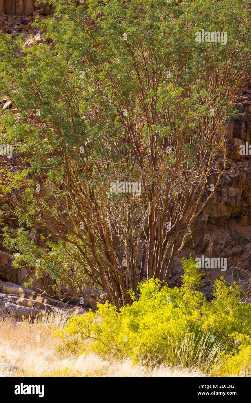Acacia de brandberg hi-res stock photography and images - Alamy