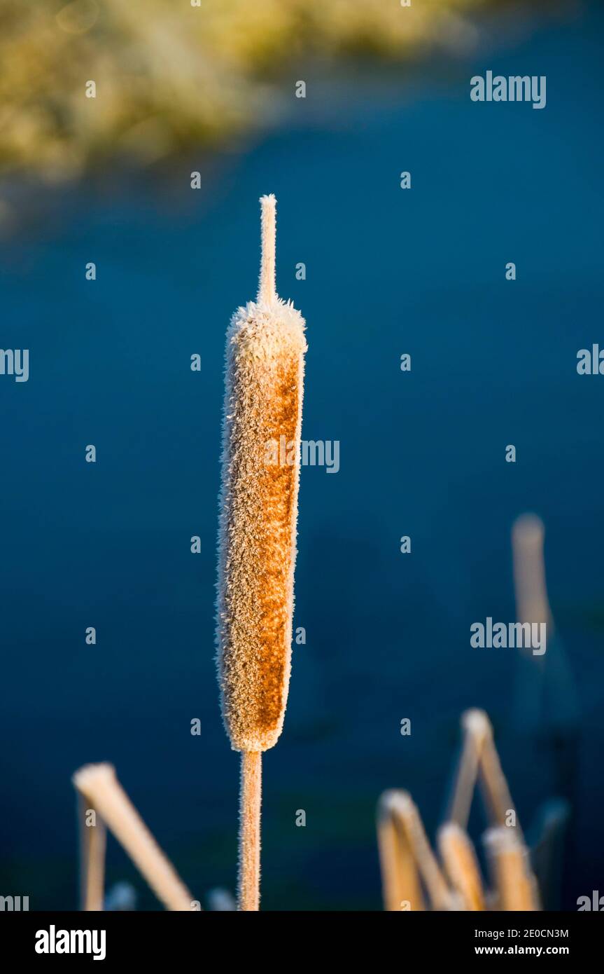 Frosty morning, Somerset Levels, England Stock Photo - Alamy