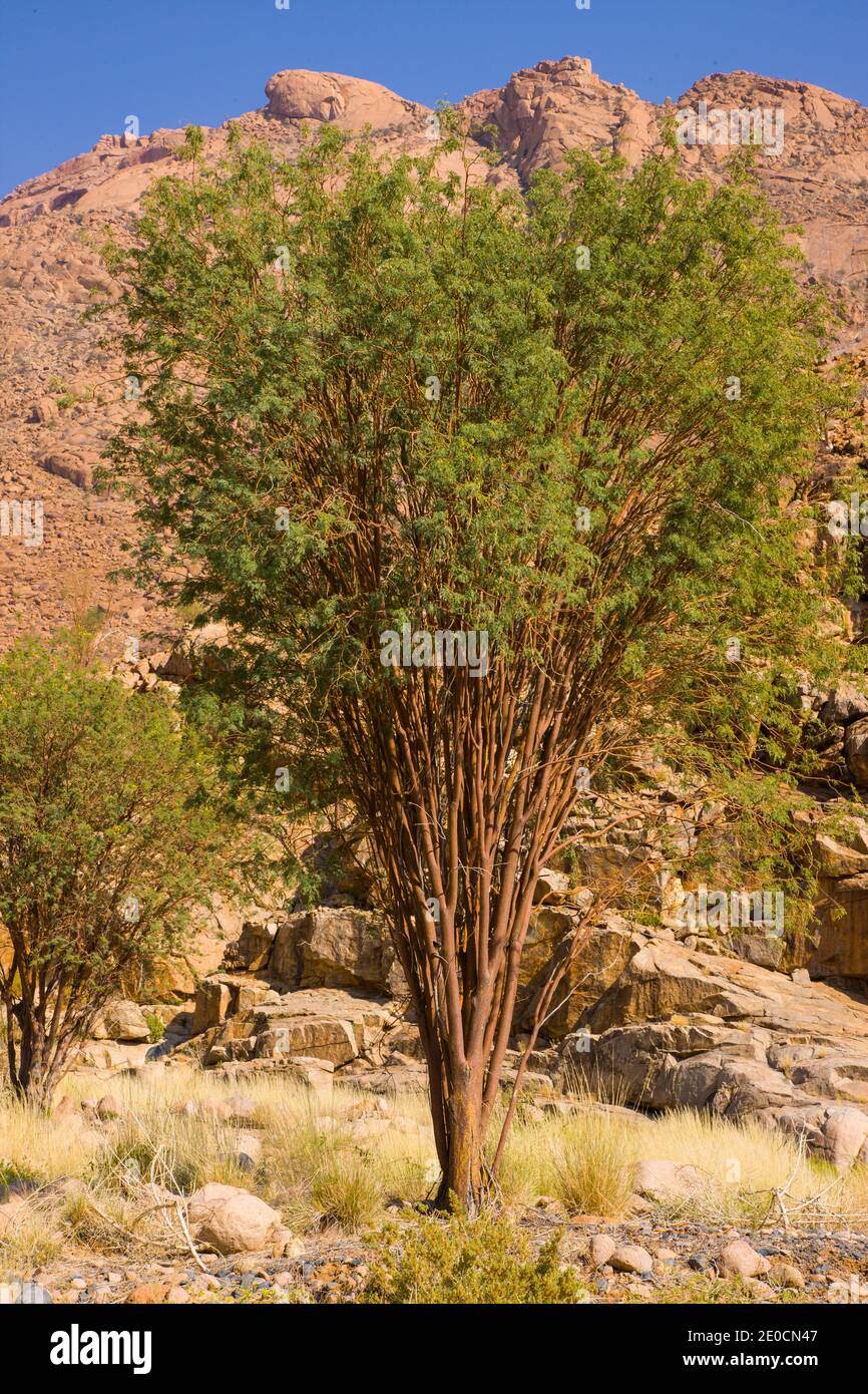 Acacia del desierto hi-res stock photography and images - Alamy