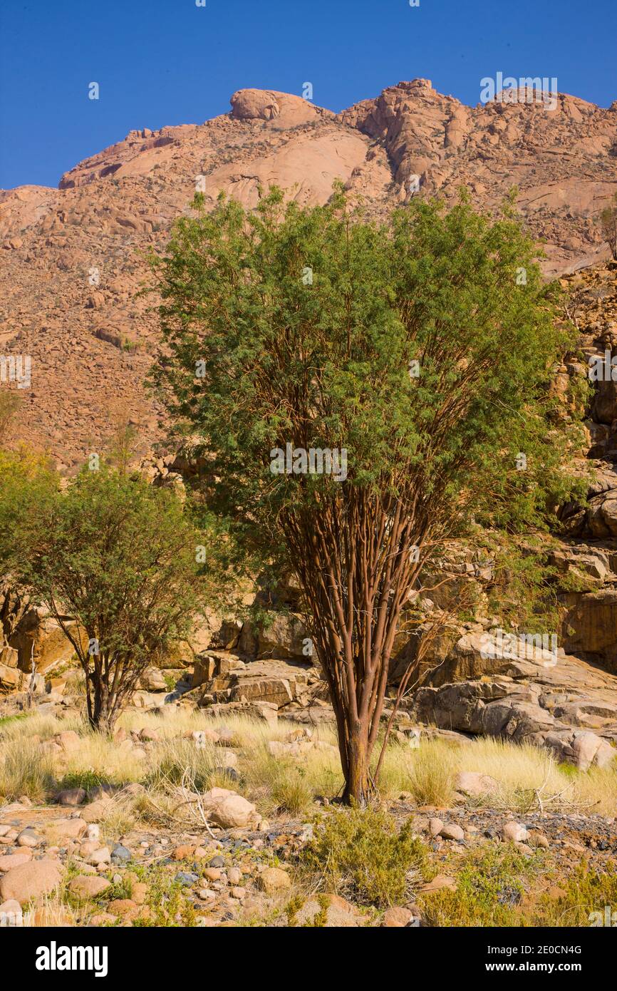 Acacia de Brandberg, Montañas Branberg, Desierto del Namib, Namibia ...