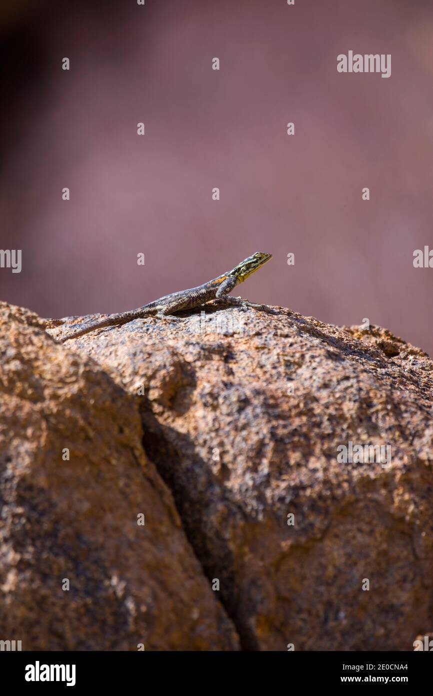 Montañas Branberg, Desierto del Namib, Namibia, Africa Stock Photo - Alamy